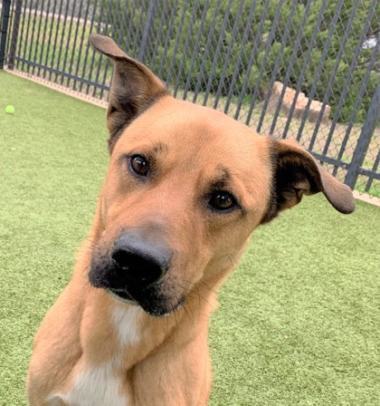 24Petconnect: Lost, Found, and Adoptable Animals