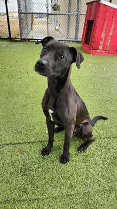 24Petconnect: Lost, Found, and Adoptable Animals