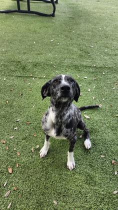 24Petconnect: Lost, Found, and Adoptable Animals