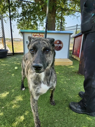 24Petconnect: Lost, Found, and Adoptable Animals