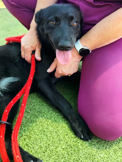 24Petconnect: Lost, Found, and Adoptable Animals