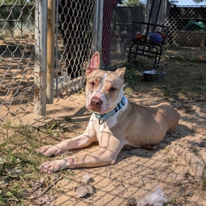 Adoptable Dogs - Baltimore Humane Society