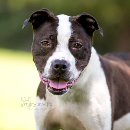 Adoptable Dogs - Baltimore Humane Society
