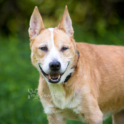 Adoptable Dogs - Baltimore Humane Society