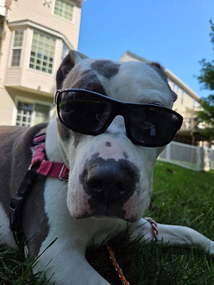 Adoptable Dogs - Baltimore Humane Society