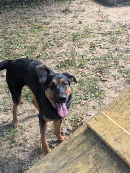 Adoptable Dogs - Baltimore Humane Society