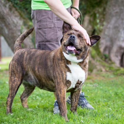 Adoptable Dogs - Baltimore Humane Society
