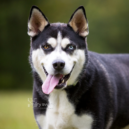 Adoptable Dogs - Baltimore Humane Society