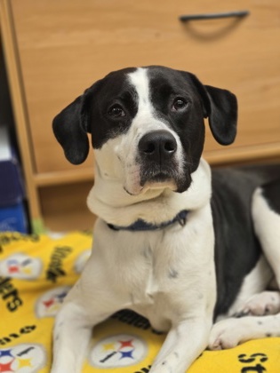Adoptable Dogs - Baltimore Humane Society