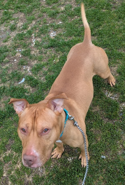 Adoptable Dogs - Baltimore Humane Society