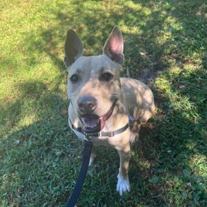 Adoptable Dogs - Baltimore Humane Society