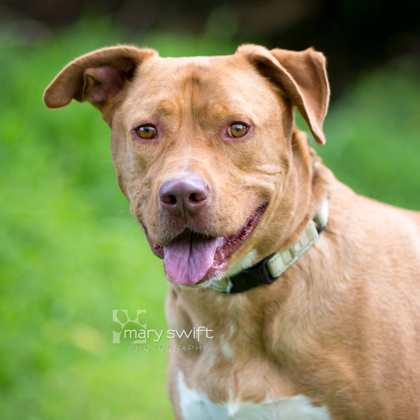 Adoptable Dogs - Baltimore Humane Society
