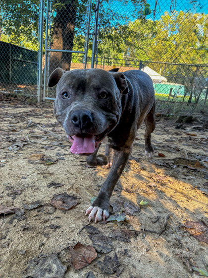 Adoptable Dogs - Baltimore Humane Society