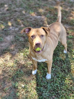 Adoptable Dogs - Baltimore Humane Society