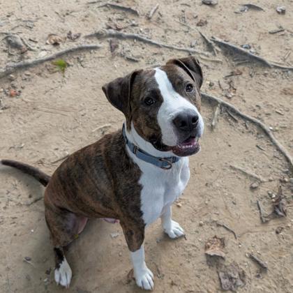 Adoptable Dogs - Baltimore Humane Society