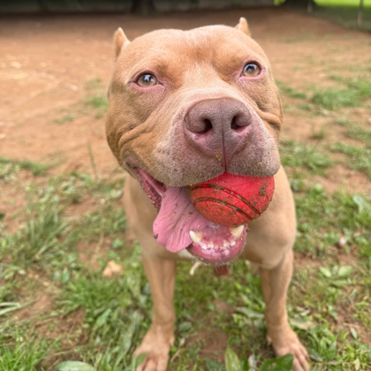 Adoptable Dogs - Baltimore Humane Society