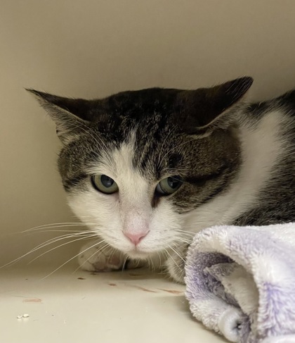 Cats Available for Adoption- Tails Humane Society - Dekalb IL