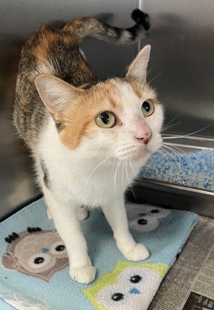 Cats Available for Adoption- Tails Humane Society - Dekalb IL