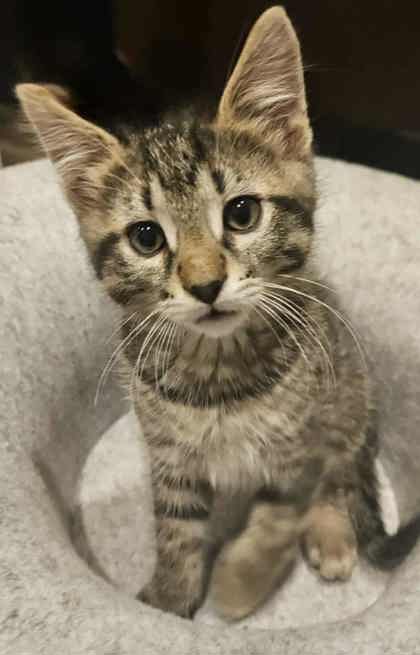 Cats Available for Adoption- Tails Humane Society - Dekalb IL