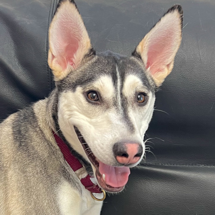 Husky Greyhound Mix