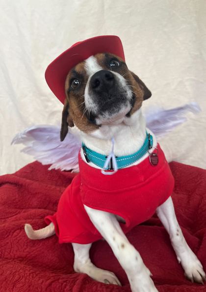 Available Pets – Chicago Canine Rescue