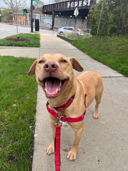 Available Pets – Chicago Canine Rescue