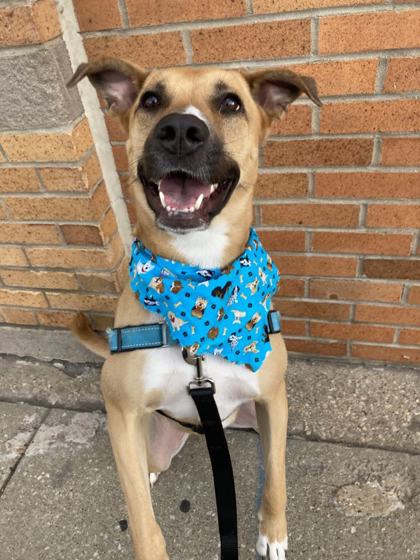 Available Pets – Chicago Canine Rescue