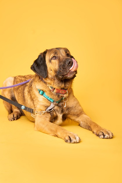 Available Pets – Chicago Canine Rescue