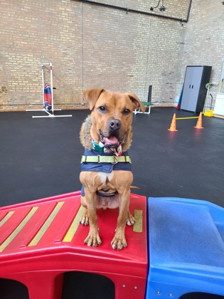 Available Pets – Chicago Canine Rescue