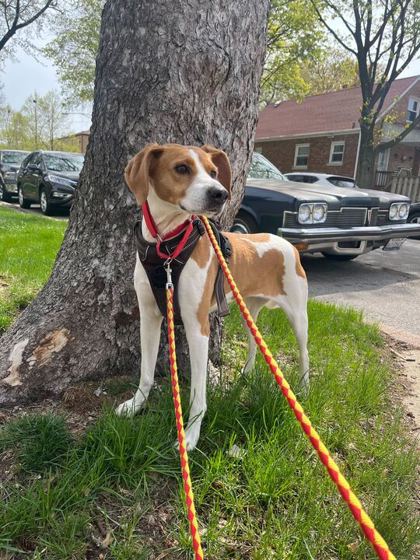 Available Pets – Chicago Canine Rescue
