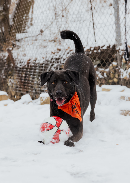 Available Pets – Chicago Canine Rescue