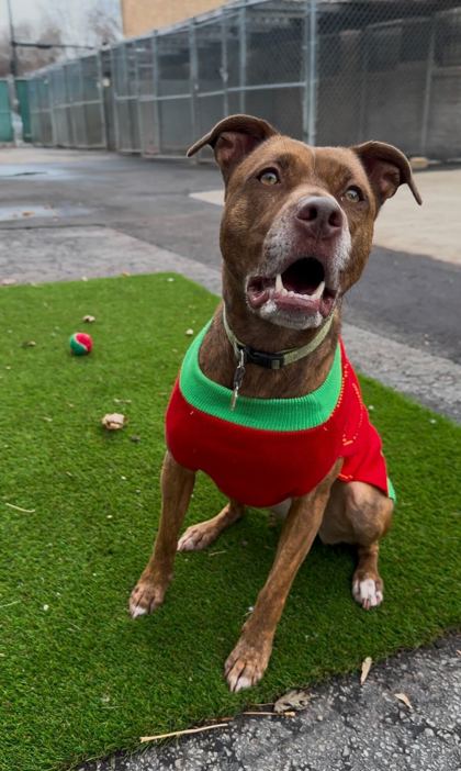 Available Pets – Chicago Canine Rescue