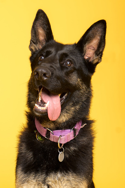 Available Pets – Chicago Canine Rescue