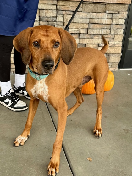 Rhodesian Ridgeback Coonhound Mix