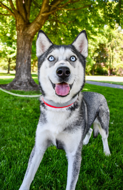 Adopt a Dog in Yakima - Yakima Humane Society