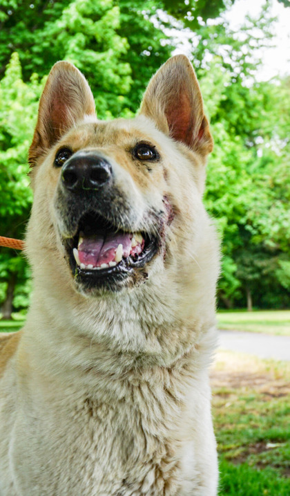 Adopt a Dog in Yakima - Yakima Humane Society