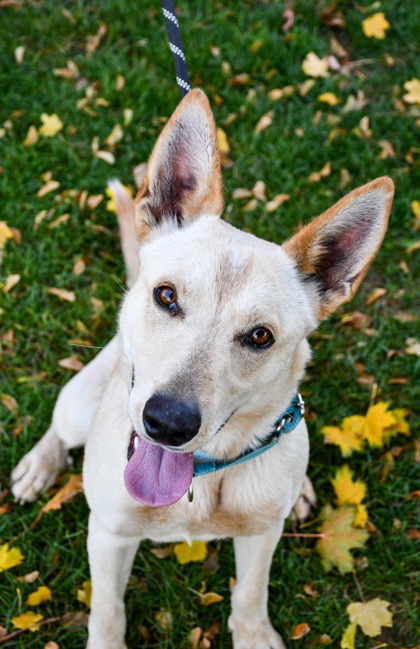 Adopt a Dog in Yakima - Yakima Humane Society