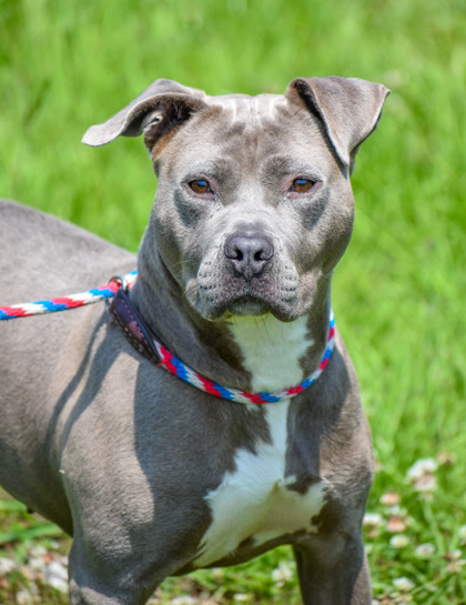 Dogs Available – The Humane Society of Greenwood