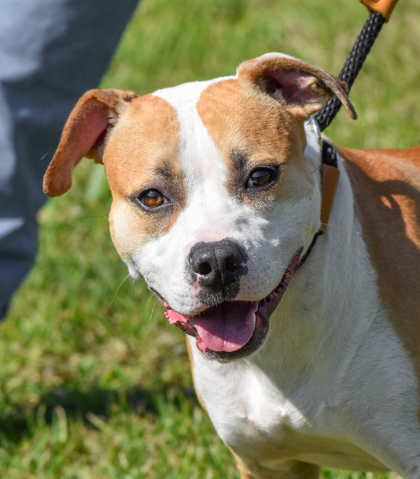 Dogs Available – The Humane Society of Greenwood