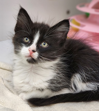 Cats Available – The Humane Society of Greenwood