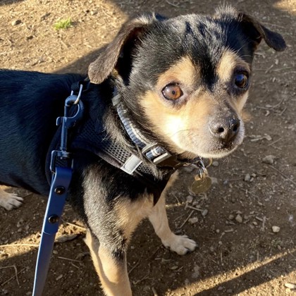 Dogs at Main Line Animal Rescue | Adoptables