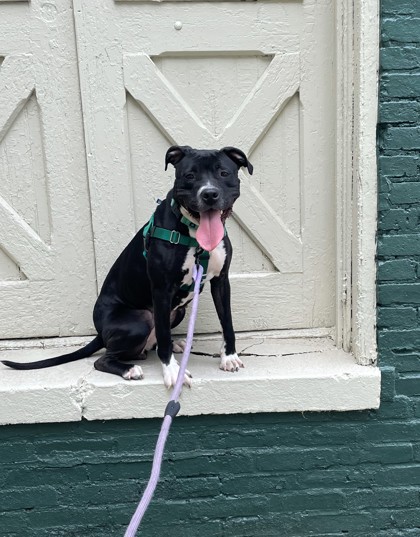 Dogs – Lancaster | Adoptables