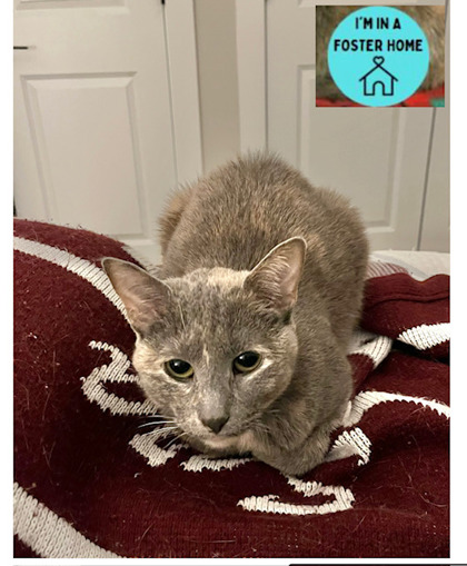 Cats – Philadelphia | Adoptables