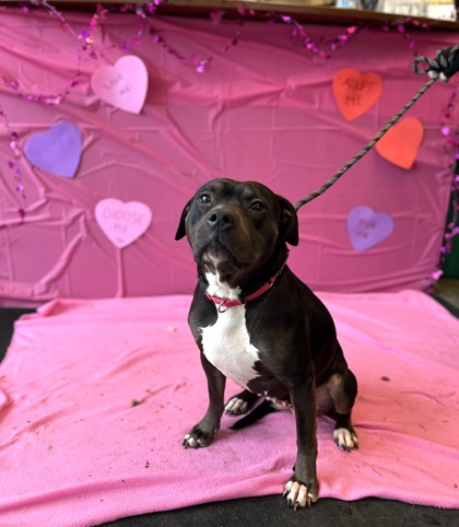 Dogs – Lancaster | Adoptables