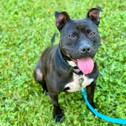 Dogs at Main Line Animal Rescue | Adoptables