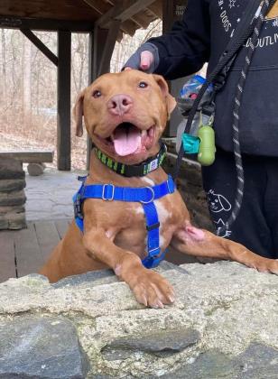 Dogs – Philadelphia | Adoptables