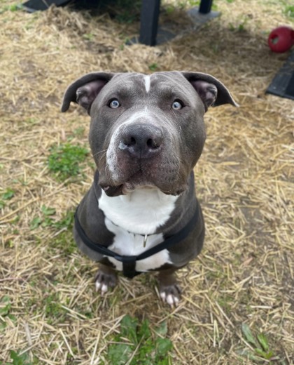 Dogs – Lancaster | Adoptables