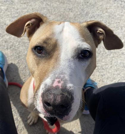 Dogs – Philadelphia | Adoptables