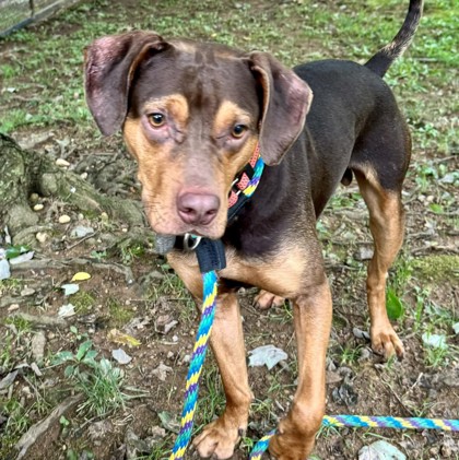 Dogs at Main Line Animal Rescue | Adoptables