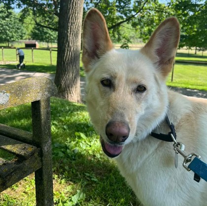 Dogs at Main Line Animal Rescue | Adoptables